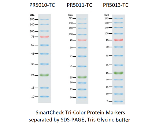 Protein Markers | Benchmark- MG Scientific
