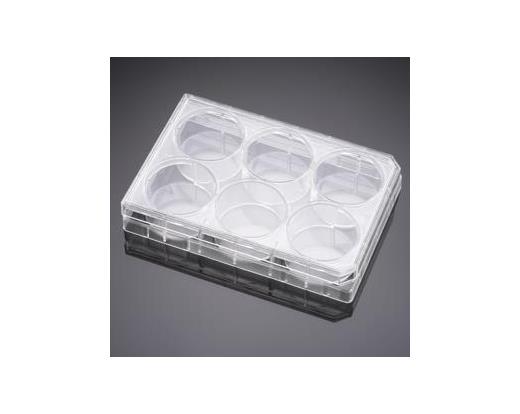 Cell Culture Insert Companion plate | Falcon- MG Scientific