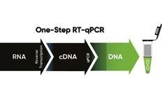 One-Step qPCR Reagent Kits | Benchmark- MG Scientific